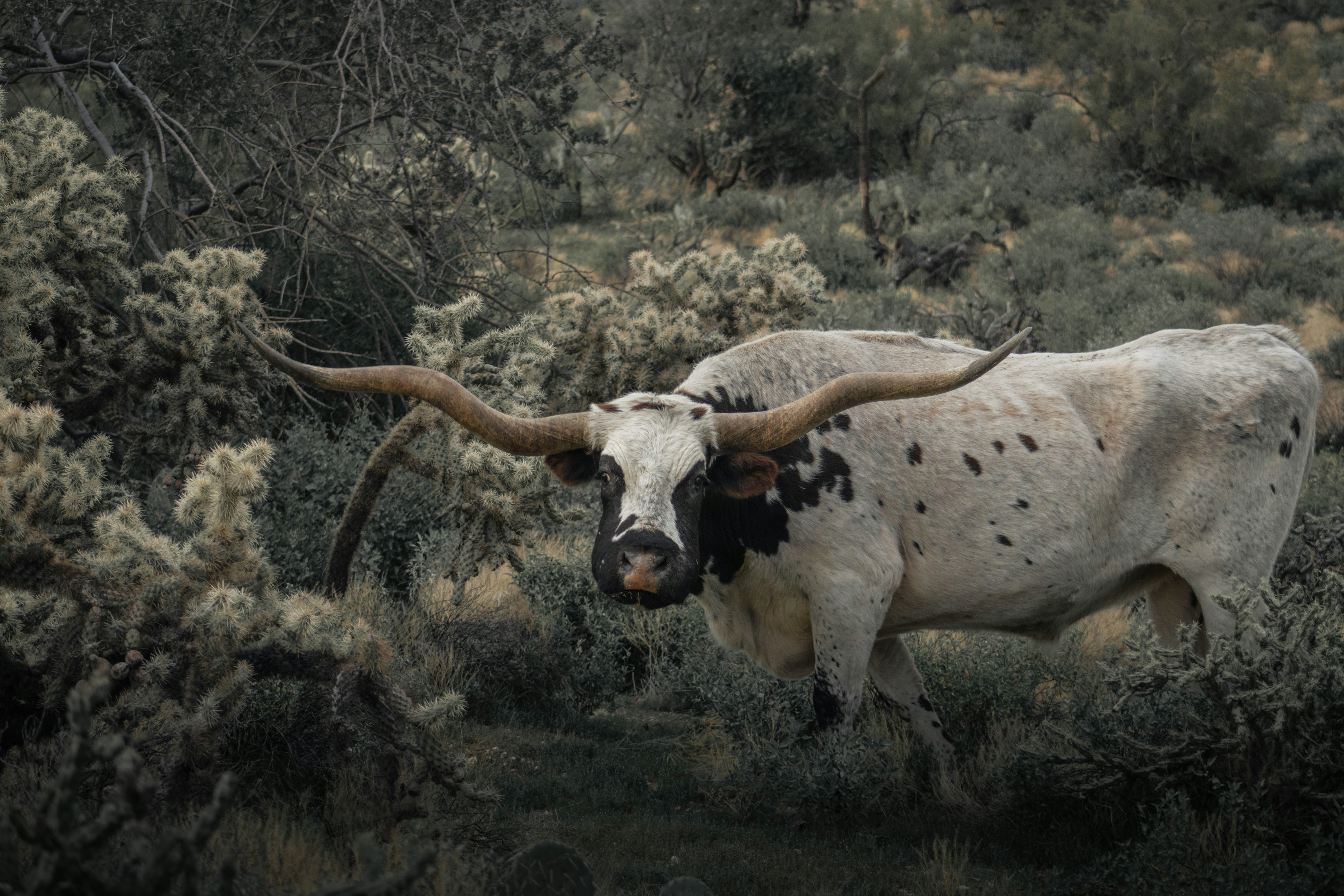 Cowboy Country Crawl – Guess Where Trips®